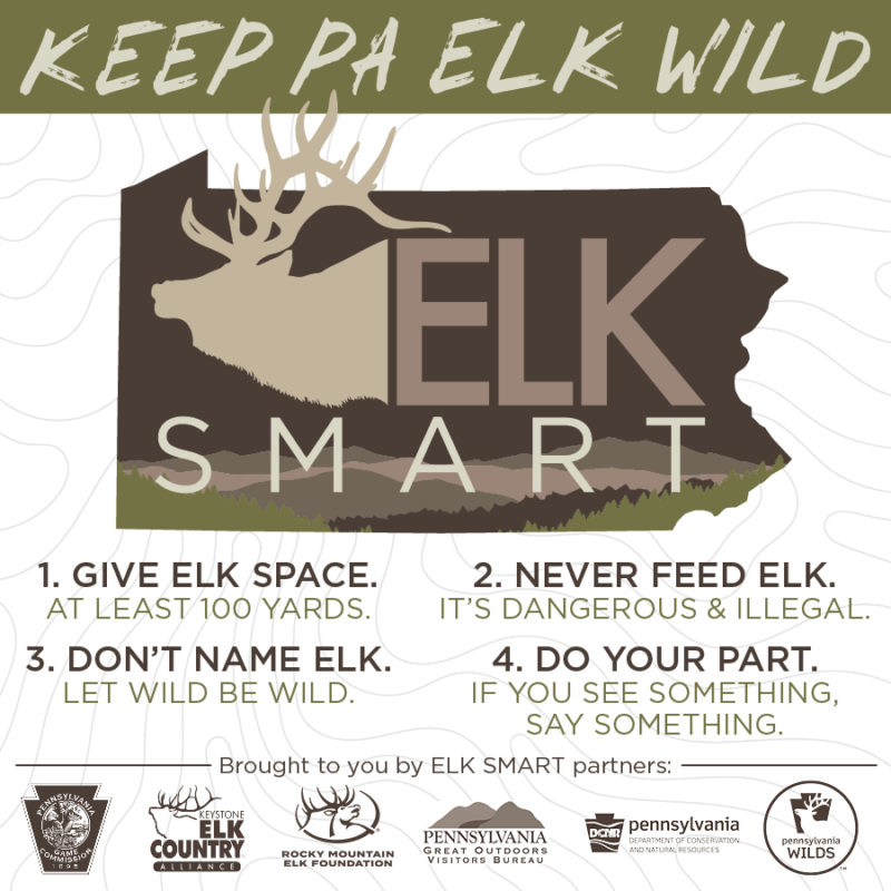 Paul Staniszewski: A local wild elk photographer - PA Wilds Cooperative