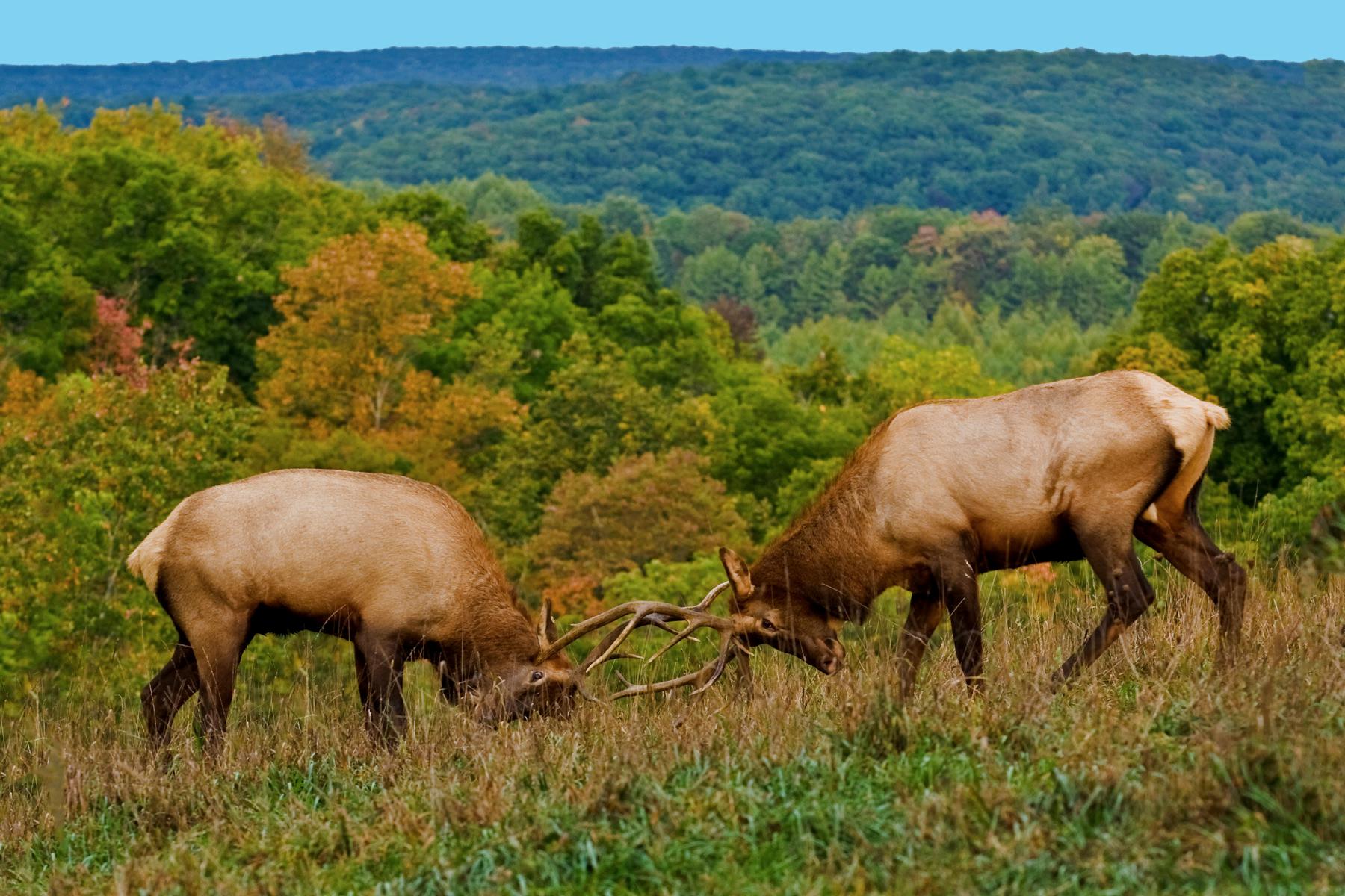 Paul Staniszewski: A local wild elk photographer - PA Wilds Cooperative
