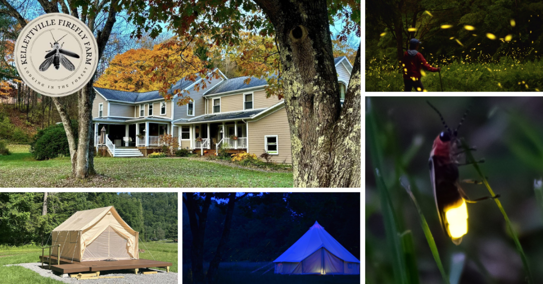Kellettville Firefly Farm: Shining bright in the darkest of nights - PA ...